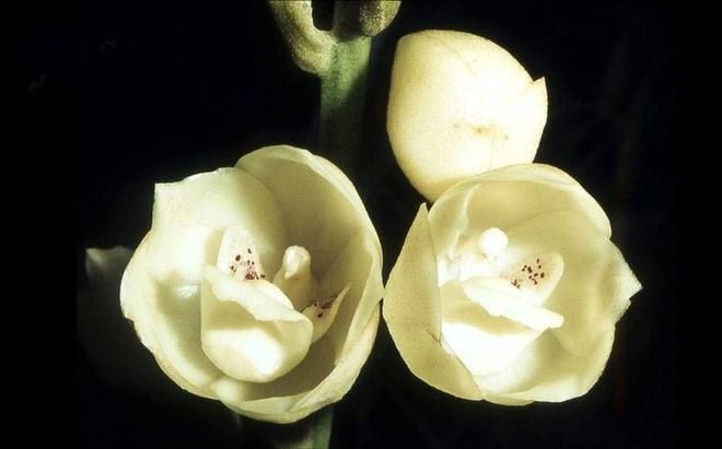 La belleza de la 'flor del Espíritu Santo' se abre paso en una finca ... La belleza de la 'flor del Espíritu Santo' se abre paso en una finca ...
